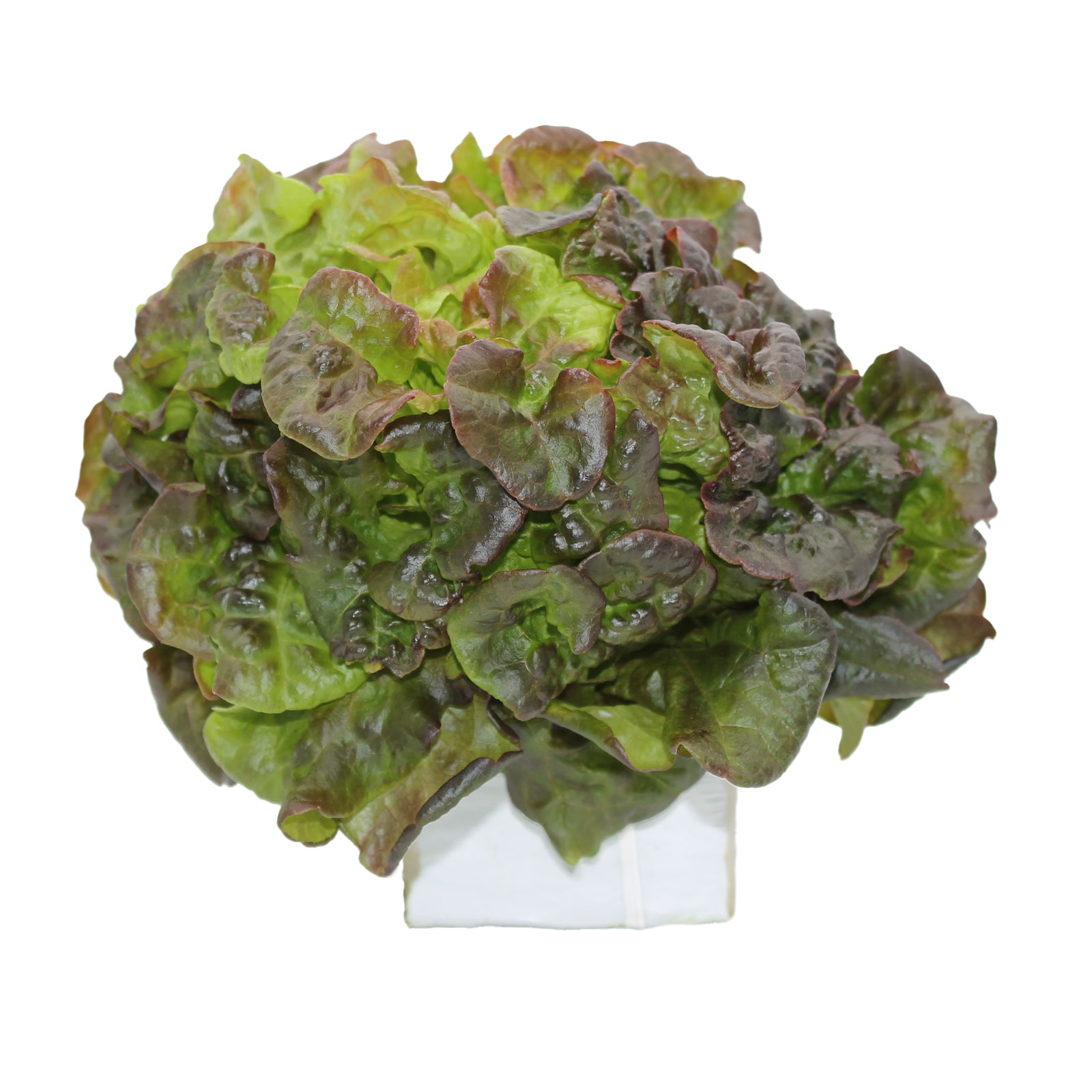 Red Oakleaf Lettuce – Les Verts Living